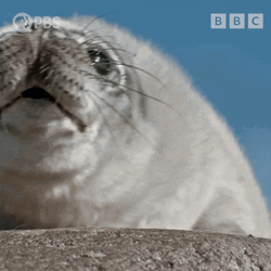 Cute Spinning Seal GIF | GIFDB.com
