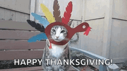 Cute Thanksgiving Cat GIF | GIFDB.com