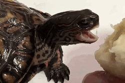 Cute Turtle Eating Banana GIF | GIFDB.com
