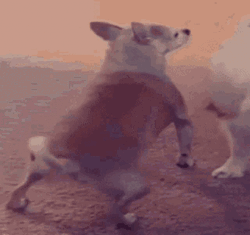 Dance Twerking Dog GIF | GIFDB.com