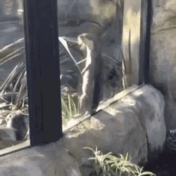 Dancing Animal In The Zoo GIF | GIFDB.com