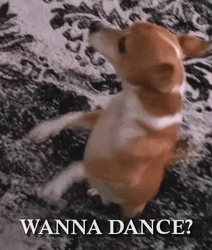 Dancing Animal Wanna Dance GIF | GIFDB.com