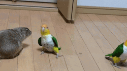 Dancing Bird White-bellied Parrot Waseo GIF | GIFDB.com