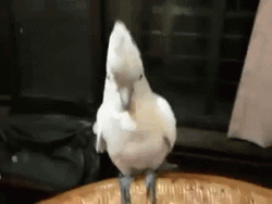 Dancing Bird White Cockatoo Head Bang GIF | GIFDB.com