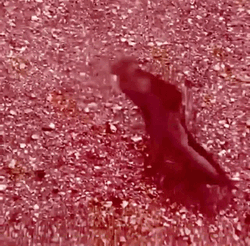 Dancing Black Catfish GIF | GIFDB.com