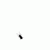 Little Dancing Cockroach GIF | GIFDB.com