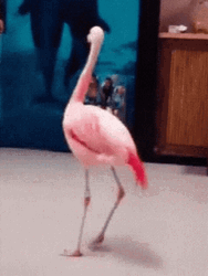 Dancing Flamingo Bird GIF | GIFDB.com