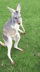 Dancing Kangaroo Animal GIF | GIFDB.com