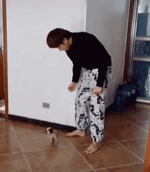 Dancing Pug Dog Battle GIF | GIFDB.com
