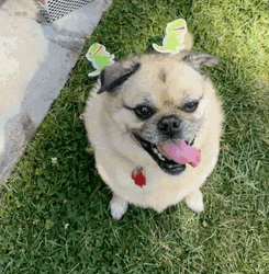 Dancing Pug Dog Tongue Out GIF | GIFDB.com