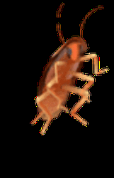 Dancing Roach Insect GIF | GIFDB.com