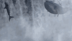 Dancing Shark Attack GIF | GIFDB.com