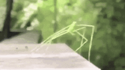 Dancing Stick Bug Meme GIF | GIFDB.com