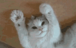 Dang Cute Cat Reaching Out GIF | GIFDB.com
