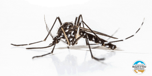 Danger Dengue Mosquito GIF | GIFDB.com