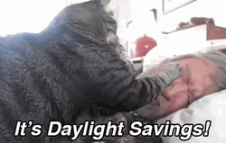 Daylight Savings Old Man Cat GIF | GIFDB.com