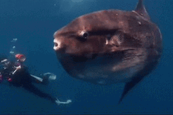 Deep Ocean Creature GIF | GIFDB.com