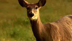 Deer Chewing Grass GIF | GIFDB.com