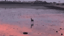 Deer Hopping On Water GIF | GIFDB.com
