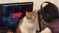 Defeated Ginger Cat Motionless GIF | GIFDB.com