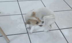 Delightful Puppy Dog Chasing Tail GIF | GIFDB.com
