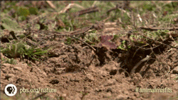 Digging Out Prairie Dog GIF | GIFDB.com