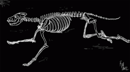 Dinosaur Skeleton Running Fast GIF | GIFDB.com