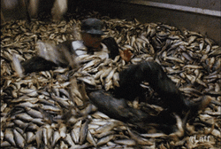Dirty Gross Fish Pool GIF | GIFDB.com