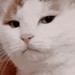Disappointed Cat Gif GIF | GIFDB.com