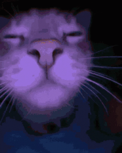 Disco Cat Jamming GIF | GIFDB.com