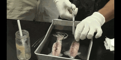 Dissecting Squid Body GIF | GIFDB.com