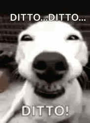 Ditto Funny Dog Smiling Meme GIF | GIFDB.com