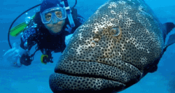 Diving With Grouper Fish GIF | GIFDB.com