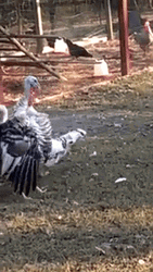Dizzy Turning Around Turkey Meme GIF | GIFDB.com