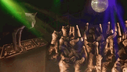 Dj Cat Rave Party GIF | GIFDB.com