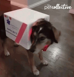 Dog Ambulance Costume GIF | GIFDB.com