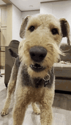 Dog Barking Sound In Living Room GIF | GIFDB.com