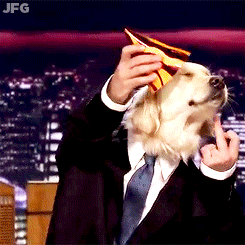 Dog Birthday Jimmy Fallon Party Hat GIF | GIFDB.com