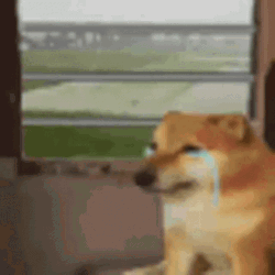 Dog Crying Sad Meme GIF | GIFDB.com