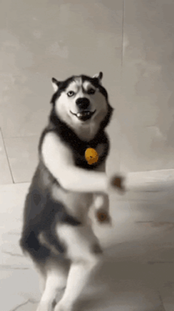 Dog Dance Husky Dance Gif GIF | GIFDB.com