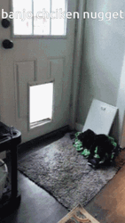 Dog Eating Chicken Nugget Meme GIF | GIFDB.com