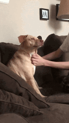 Dog Fast Neck Scratch GIF | GIFDB.com