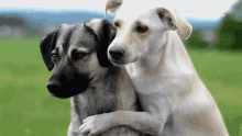 Dog Hug From Behind GIF | GIFDB.com