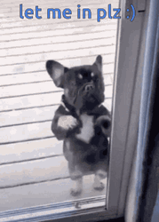 Dog Let Me In GIF | GIFDB.com