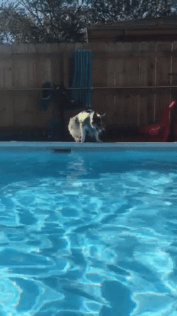 Dog Makes Splash In Pool GIF | GIFDB.com