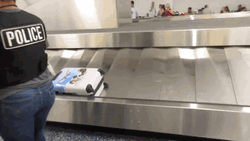Dog Poop On Airport Baggage Carousel GIF | GIFDB.com