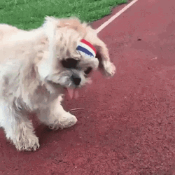 Dog Running Slowly On The Track GIF | GIFDB.com