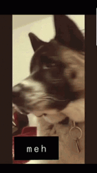 Dog Saying Meh GIF | GIFDB.com
