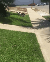 Dog Spinning Like A Hurricane GIF | GIFDB.com