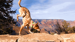 Dog Walking Upside Down On Balance Beam GIF | GIFDB.com